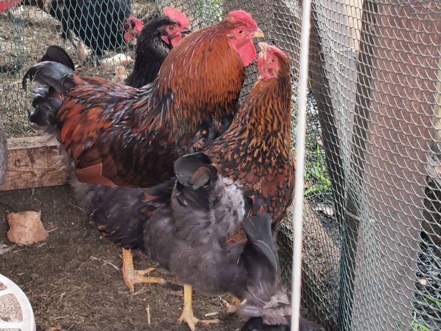 Виандот курочка и петух