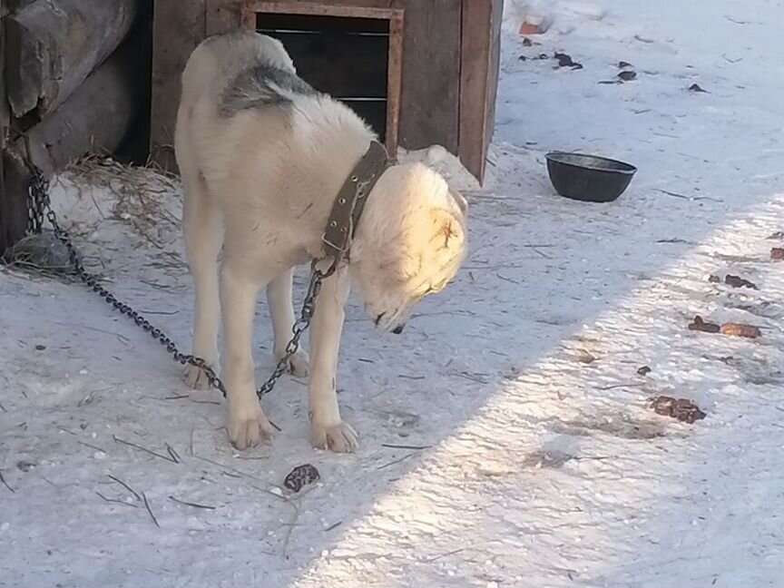 Среднеазиатская овчарка алабай