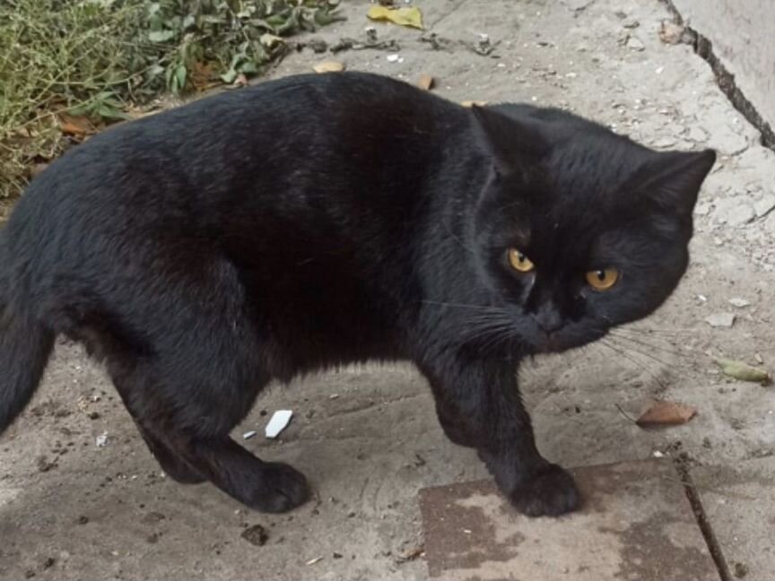 Черныш с ореховыми глазами