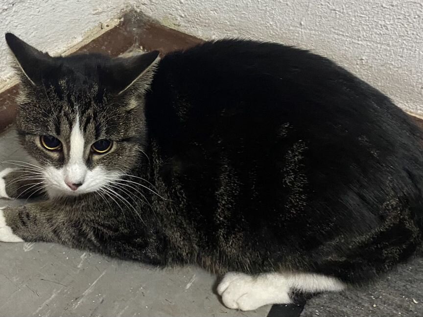 Отдам кошку в добрые руки