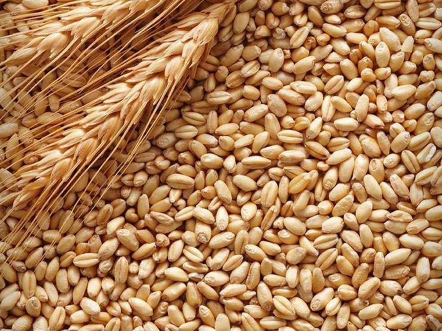 Зерно, пшеница, ячмень
