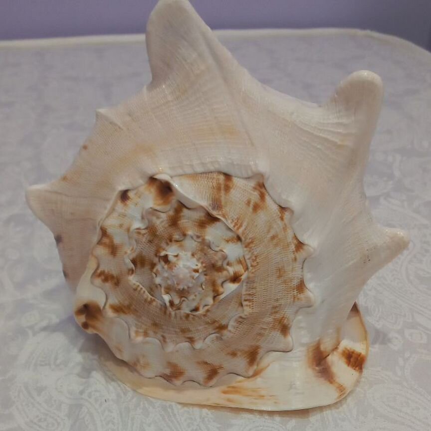 Большая ракушка 27см
