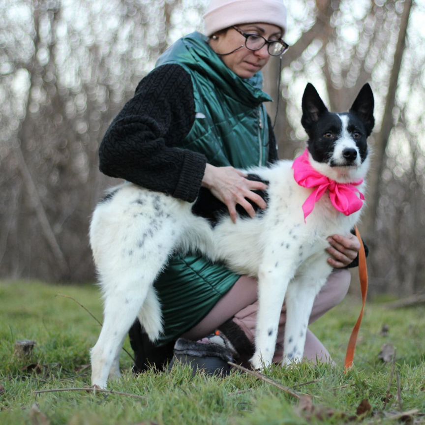 Собака в добрые руки