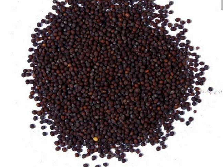 Горчица Черная