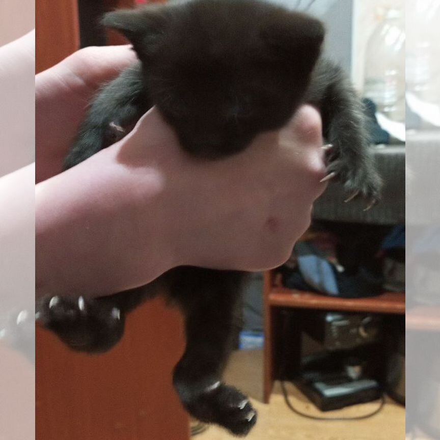 Котенок
