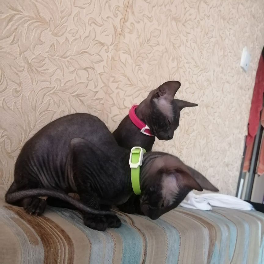 Отдам в хорошие руки кошечек сфинкс