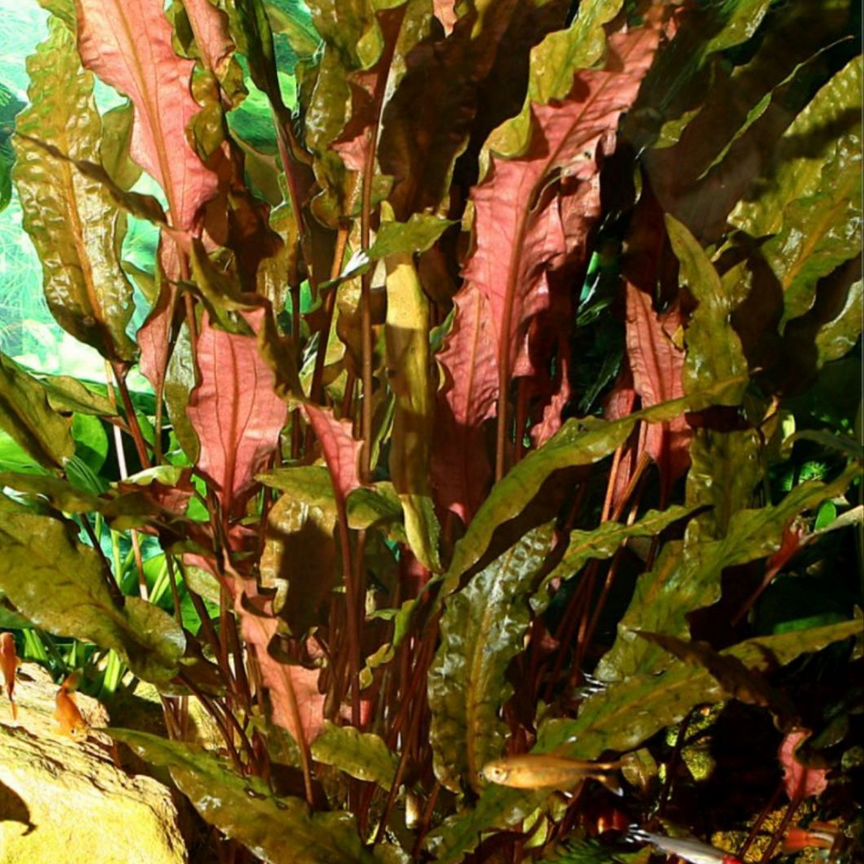 Аквариумное растение