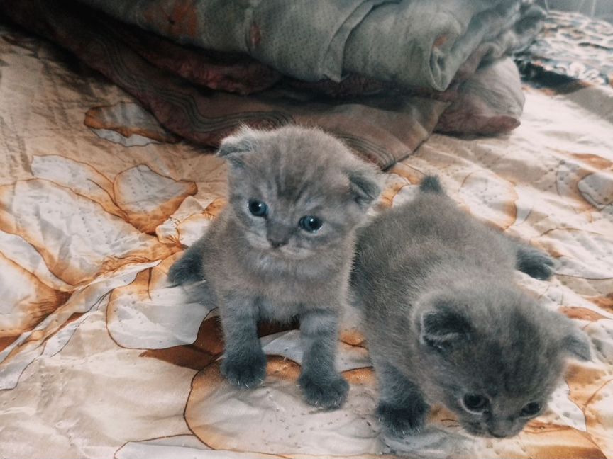 Шатланские вислоухие котята