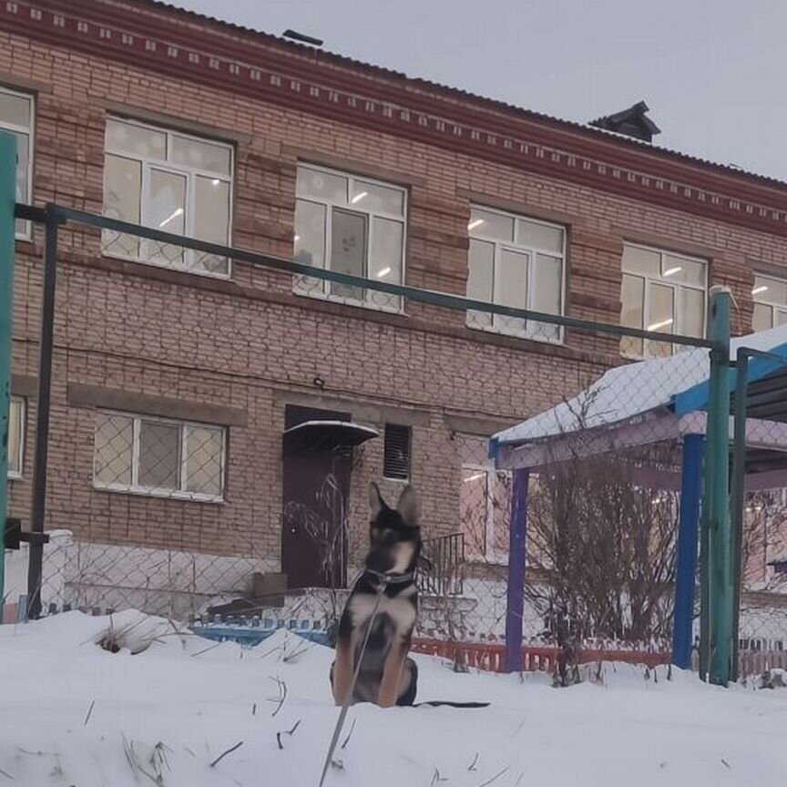 Немецкая овчарка, щенок