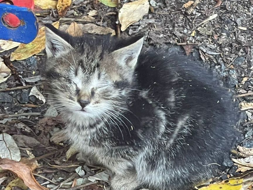 Маленькие котята в добрые руки