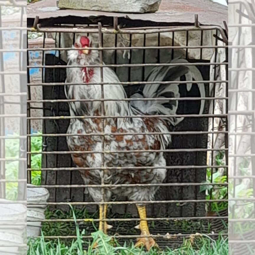 Орловский петух