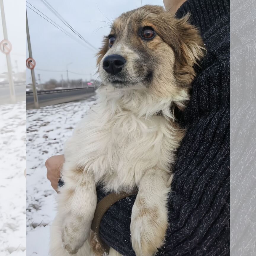 Щенок в добрые руки