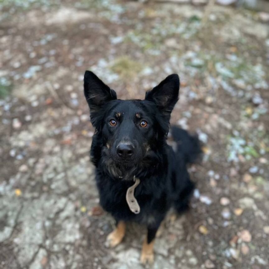 Собака в добрые руки