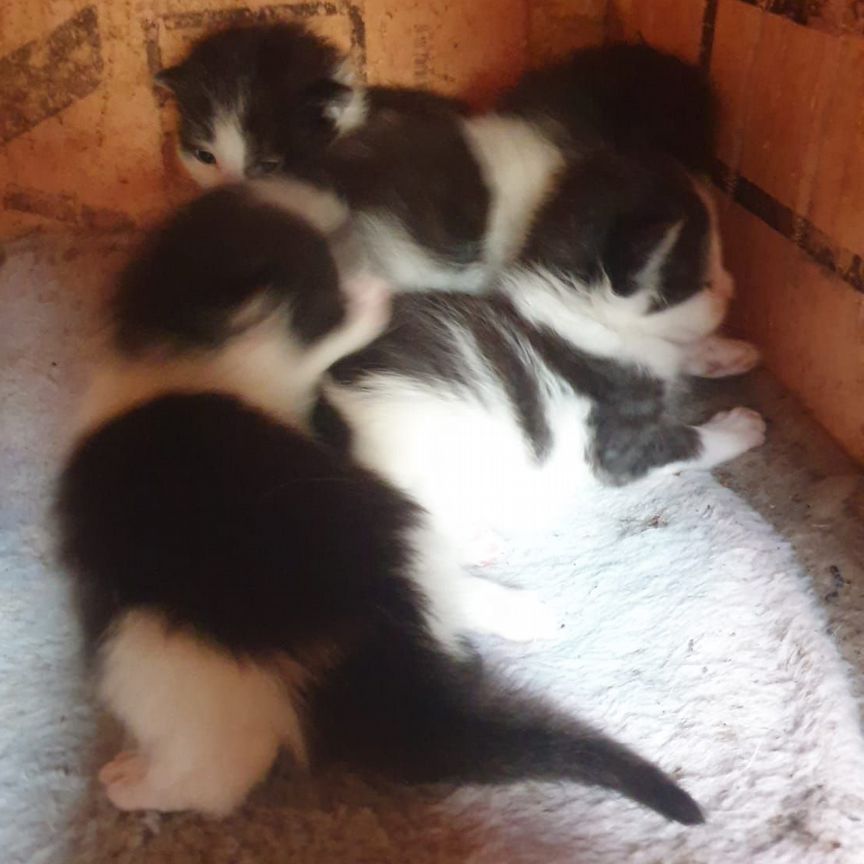 Котята малыши ищут дом