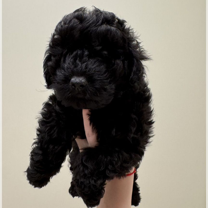 Мальтипу, щенок