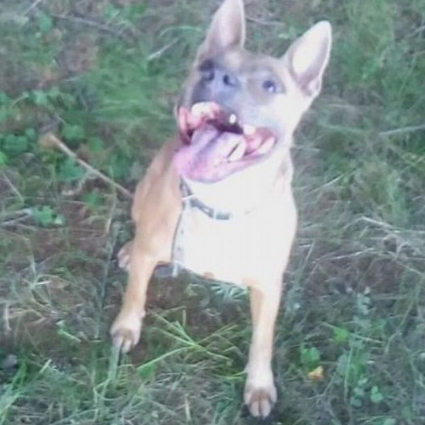 Щенки мама Стаффорд