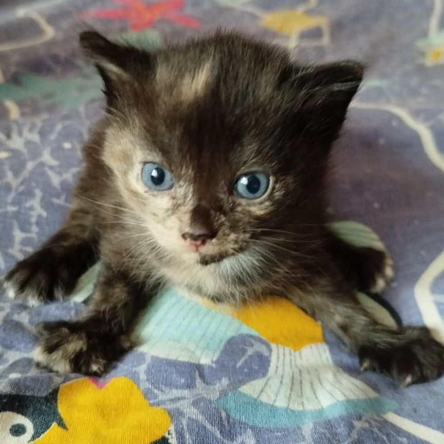 Котёнок в добрые руки