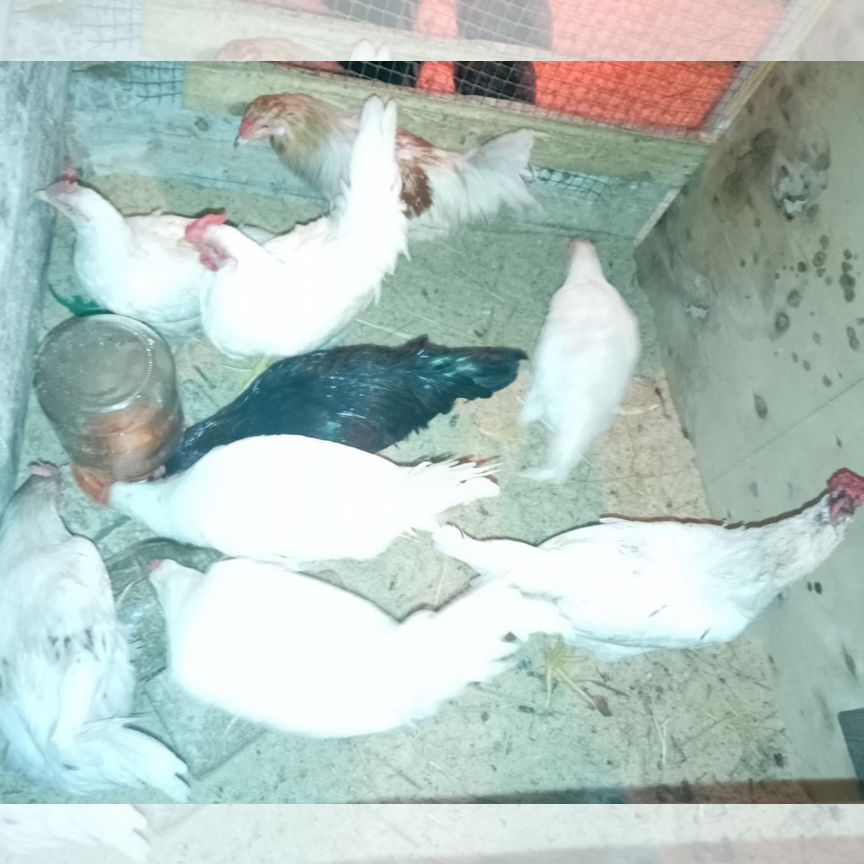 Продам петухов