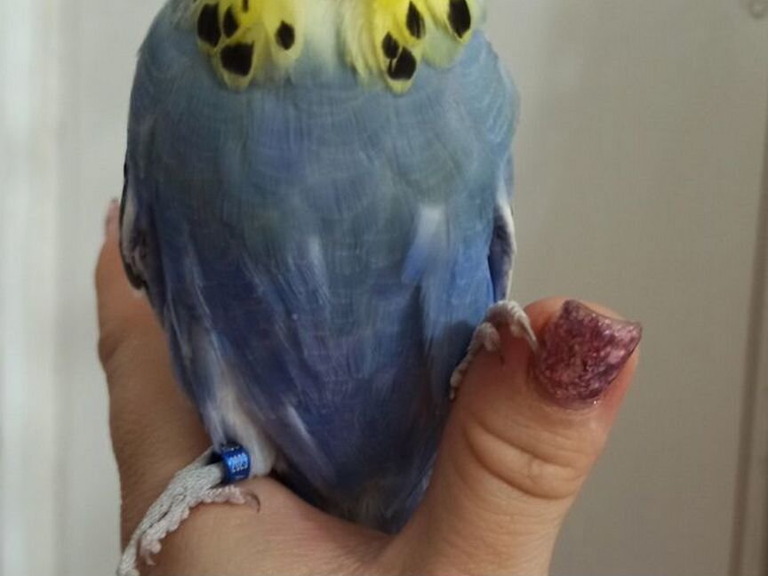 Выставочный Волнистый Попугай Чех