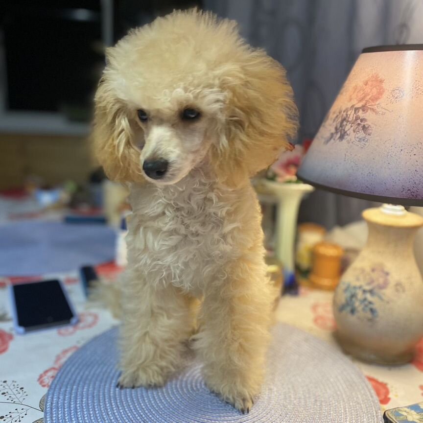 Той-пудель девочка