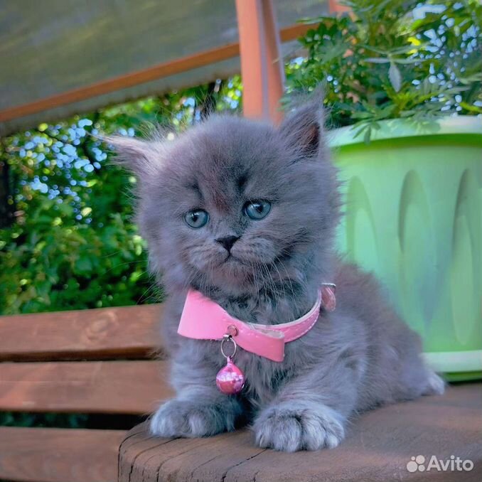 Котята малышата