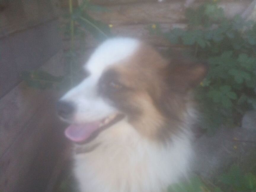 Мальчик тоша