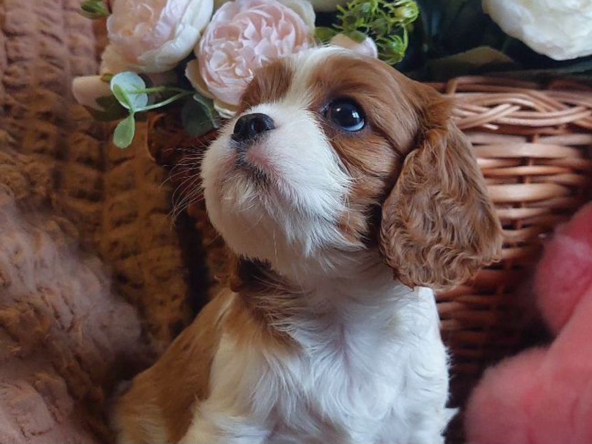 Кавалер Кинг Чарльз Спаниель щенки