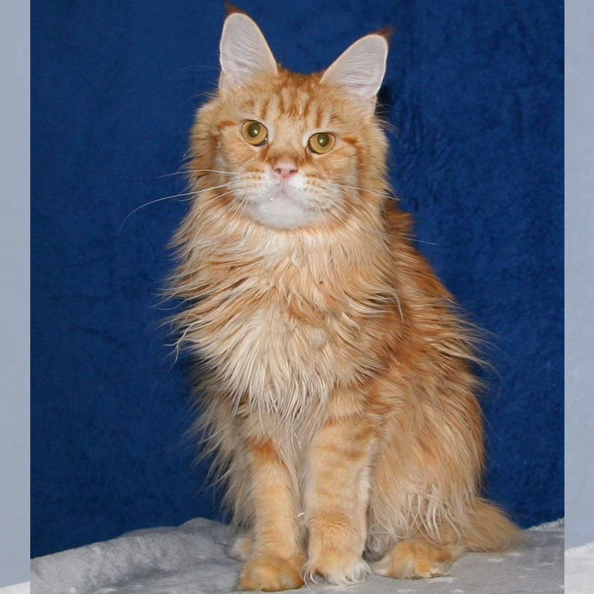 Мейн-кун кошечка