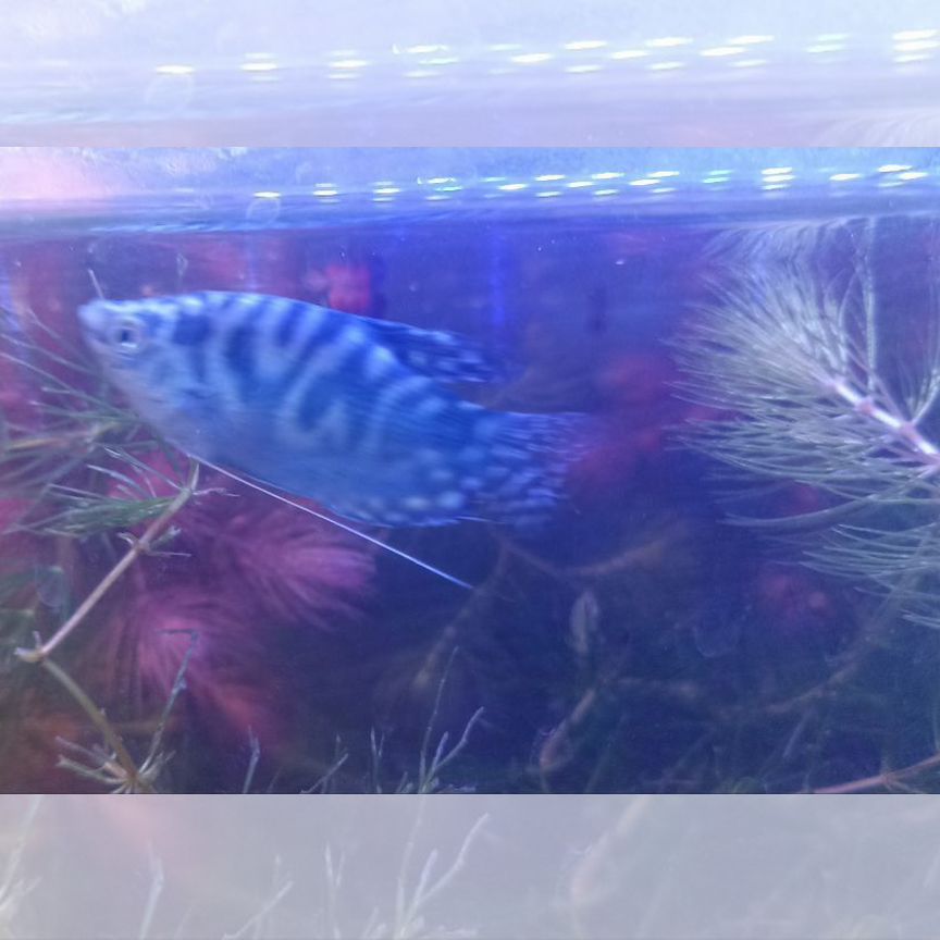 Молодые гурами мраморные, пецилии пестрые