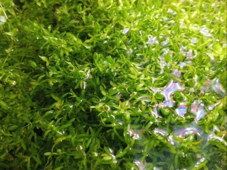 Хемиантус микрантемоидес