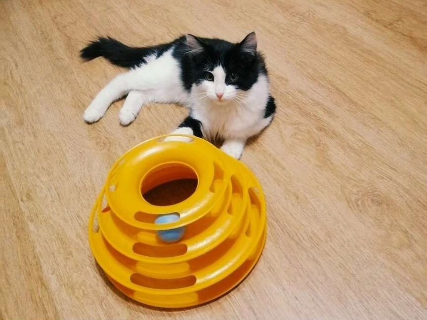 Две девочки-красивицы ищут заботливую семью