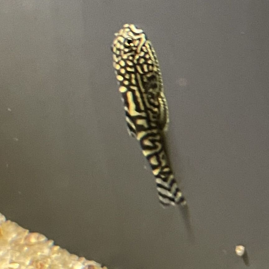 Севелия, гастромизон