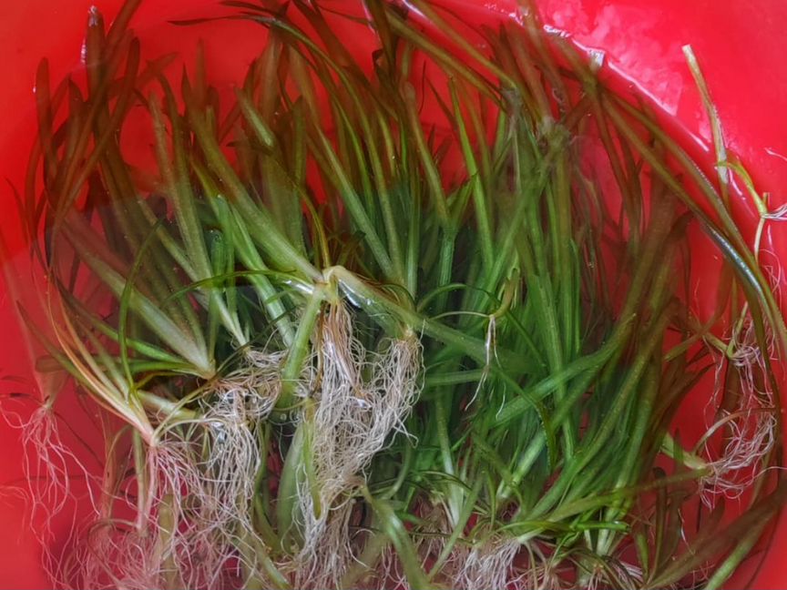 Обмен. Аквариумные растения Валиснерия