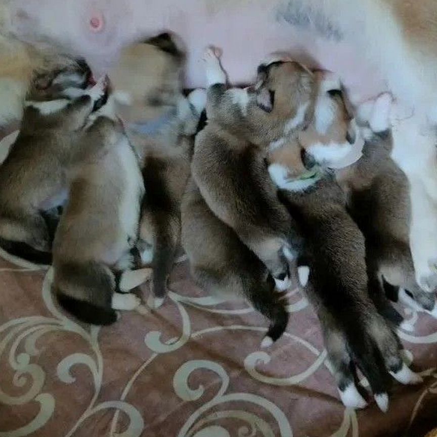 Вельш Корги Пемброк, щенок