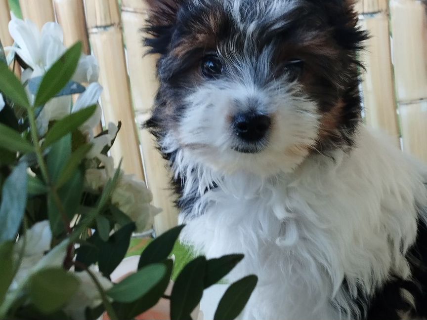 Классные ребята биверята