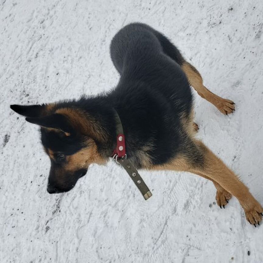 Немецкая овчарка, щенок