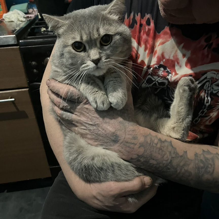 Британский короткошёрстный котёнок