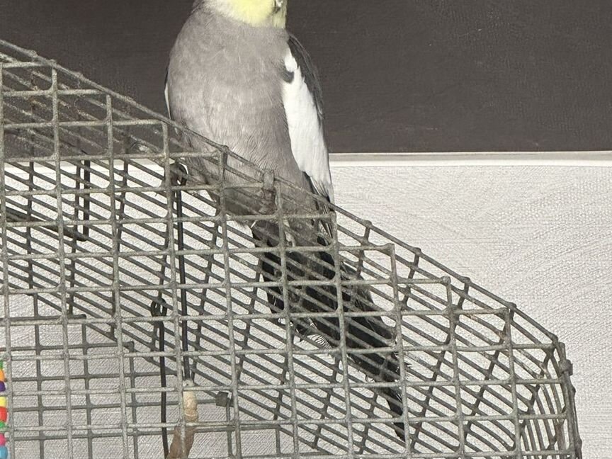 Попугай корелла птенец