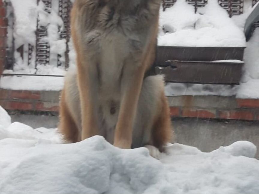 Собака в добрые руки отдам бесплатно