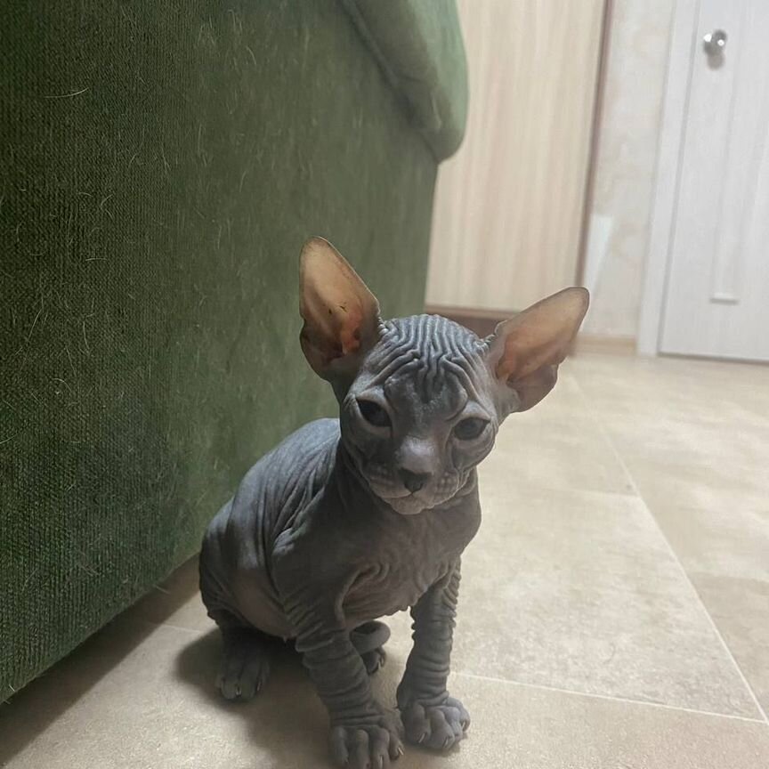 Котята сфинкс