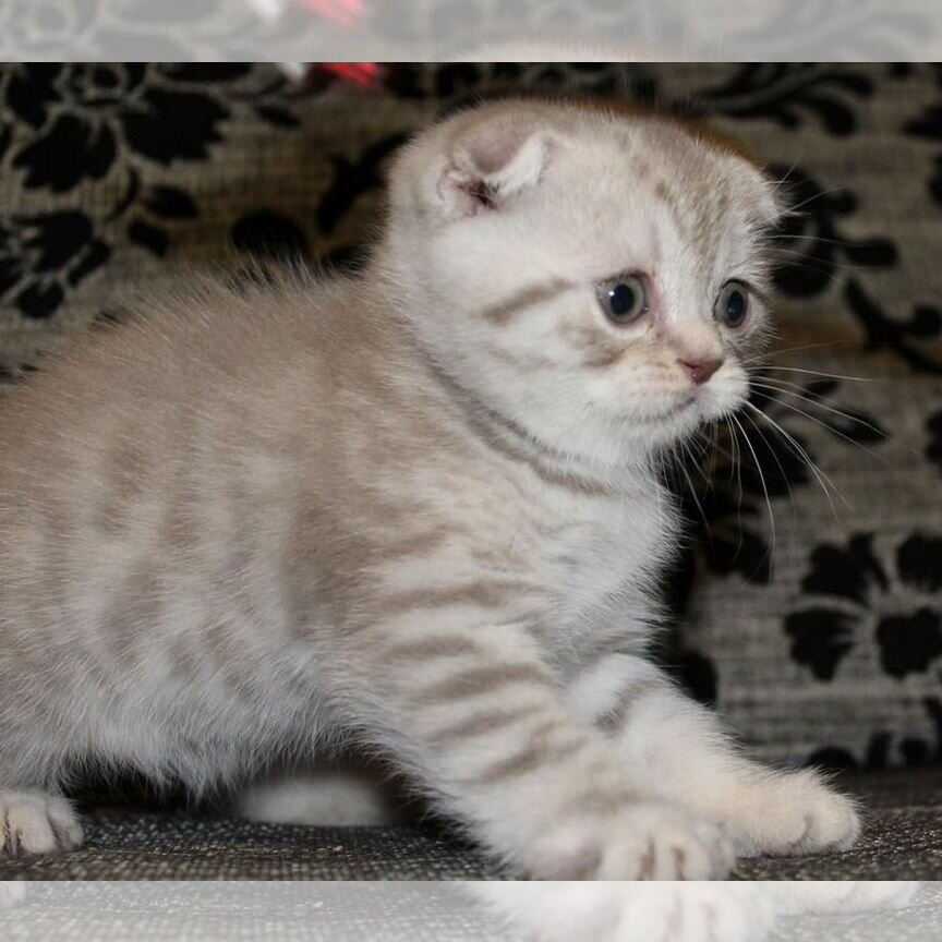 Шотландская вислоухая красотка