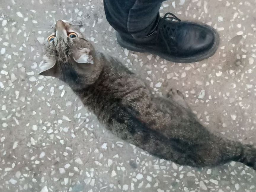 Молодая кошечка ищет дом