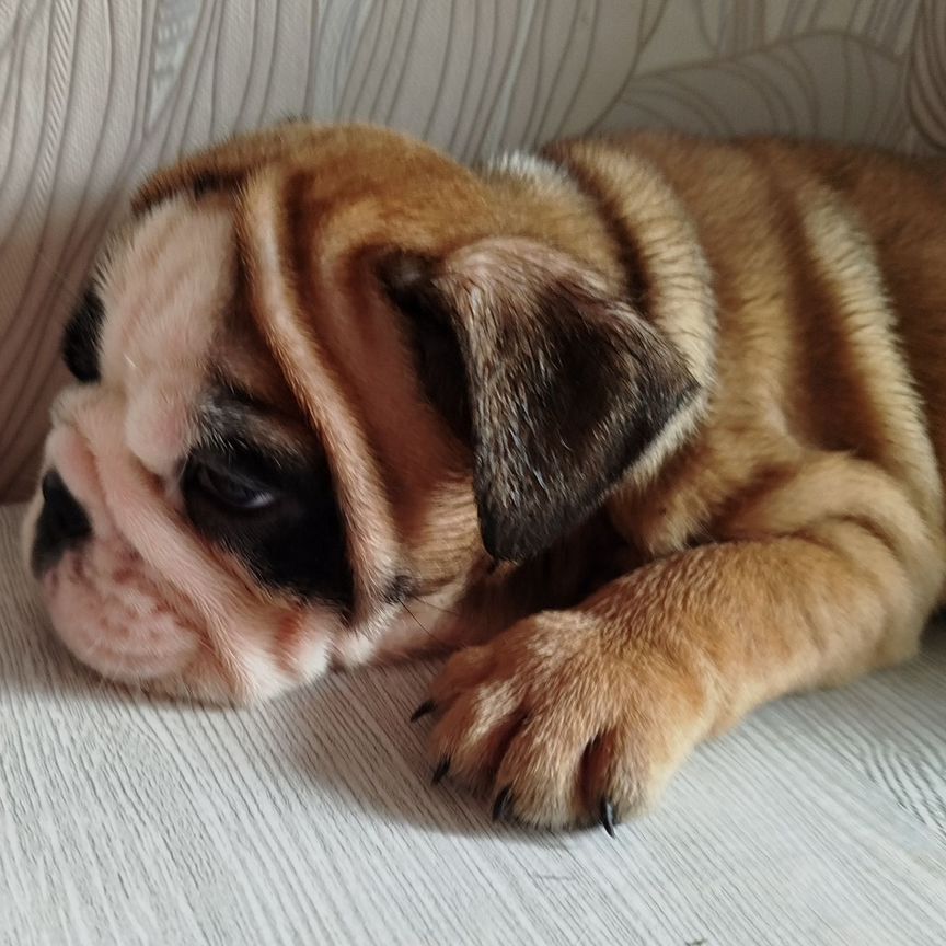 Английский бульдог, щенок