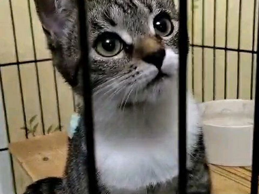 Нежная ласкуша Лиззи очень нуждается в семье