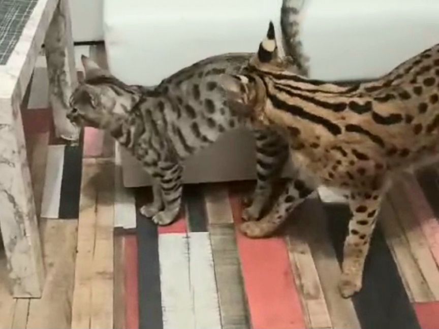 Саванна кот ф5