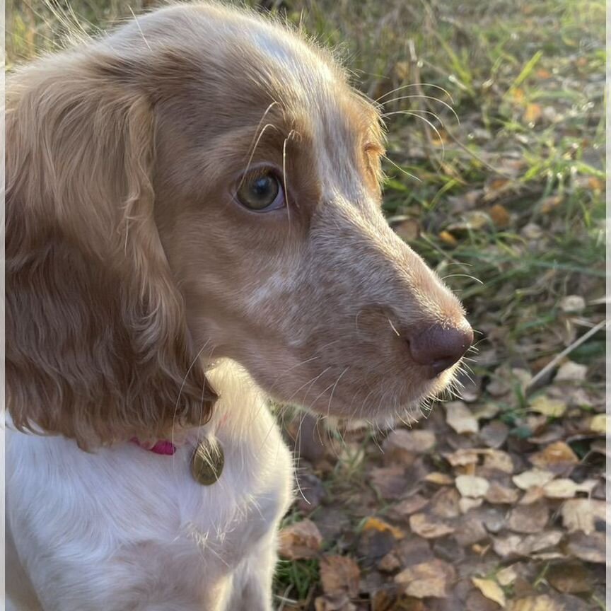 Русский охотничий спаниель, щенок