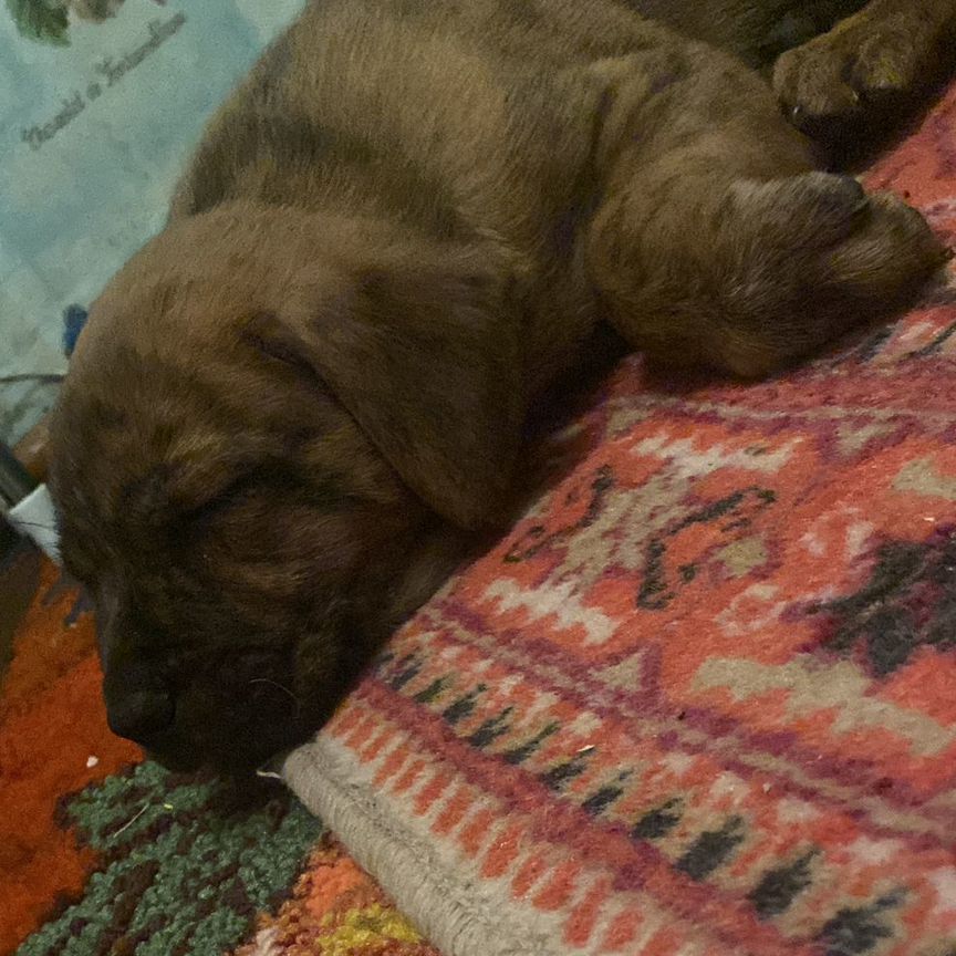 Американский стаффордширский терьер, щенок