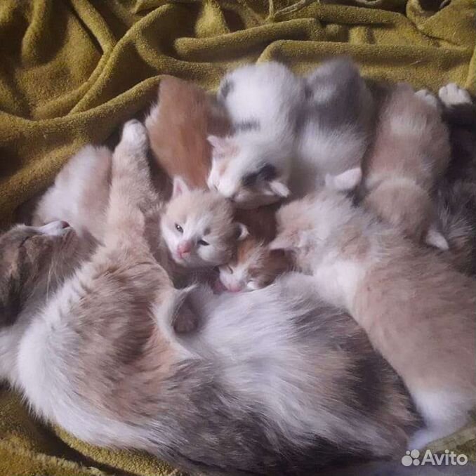 Кошкины детки В добрые руки