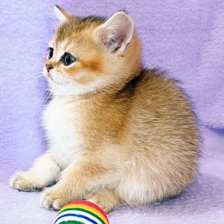 Британский короткошёрстный котёнок