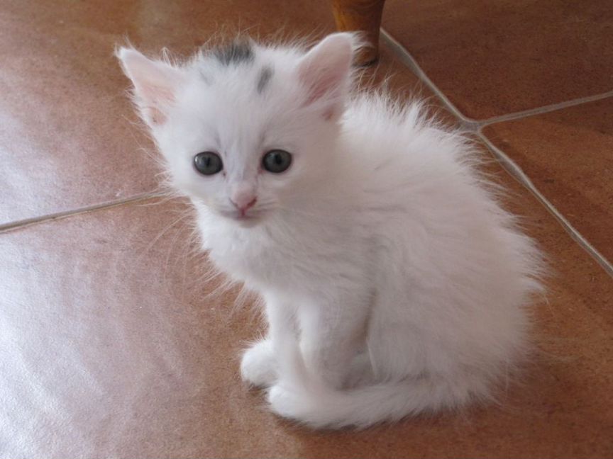 Котенок мальчик спасён с улицы ав дар